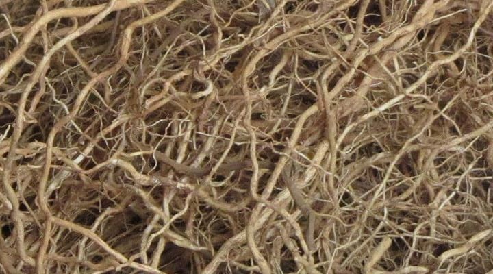 Vetiver Veritas – Die Stunde der Wahrheit - Das Duft-Tagebuch