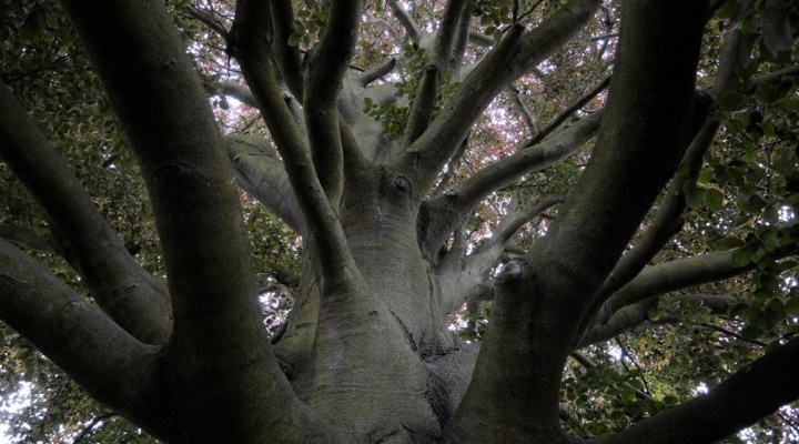 Die Linie von Anna Paghera verspricht ... – Das Duft-Tagebuch