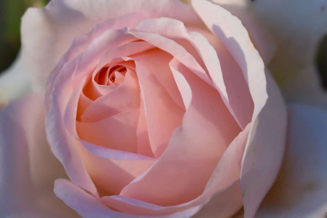 Collection de Grasse von Perris Monte Carlo – Rosen und Jasmin